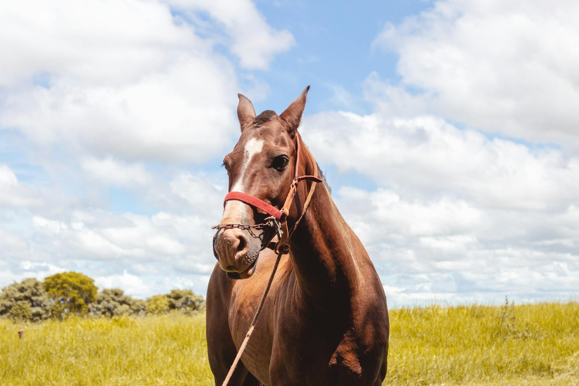 How to Get Clients for Your Equine Veterinary Business – Logomakershop Blog