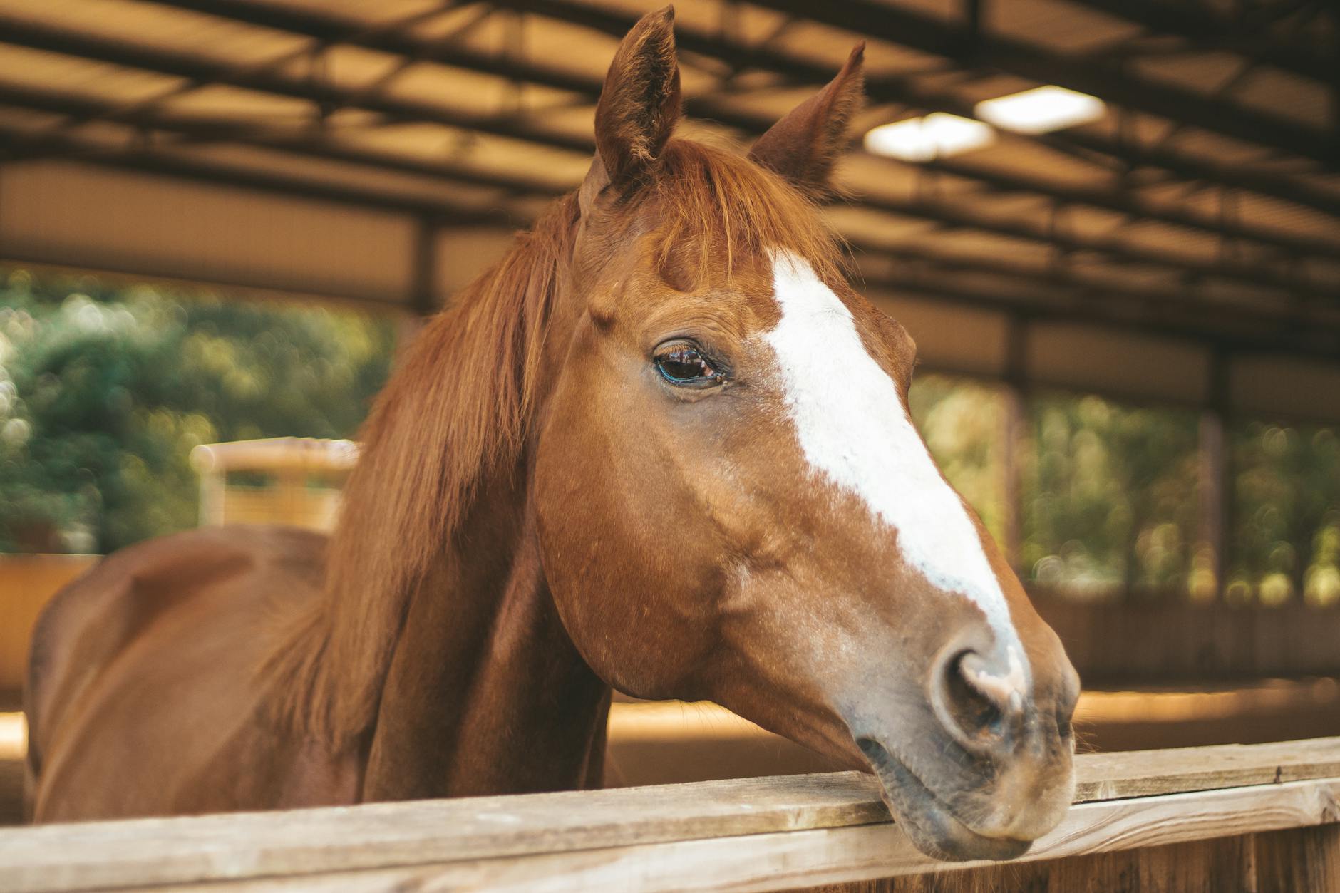How to Get Clients for Your Equine Rescue Business – Logomakershop Blog