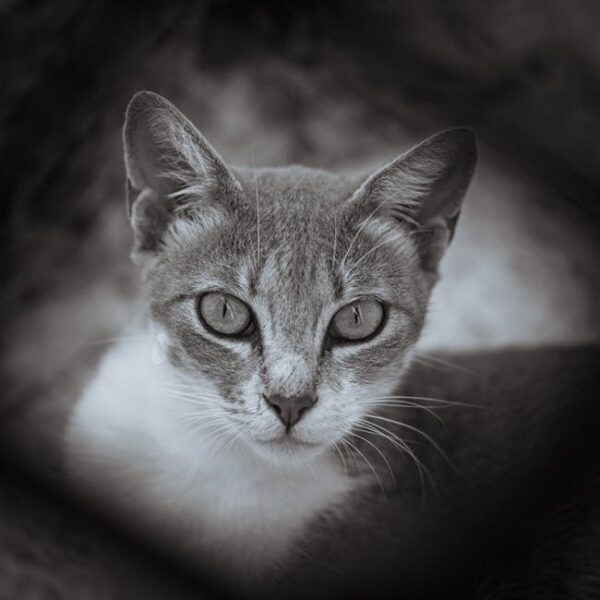 What is Color Blue Emotion – Logomakershop Glossary