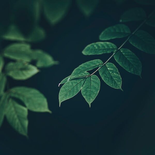 What is Consumer-driven Branding Growth – Logomakershop Glossary