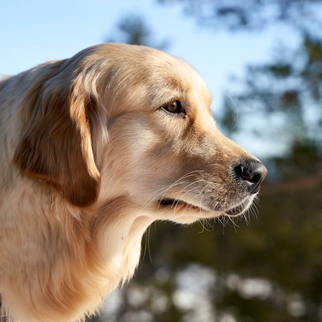 What is Loyalty System – Logomakershop Glossary