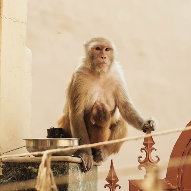 What is Monkey Logo Brand – Logomakershop Glossary