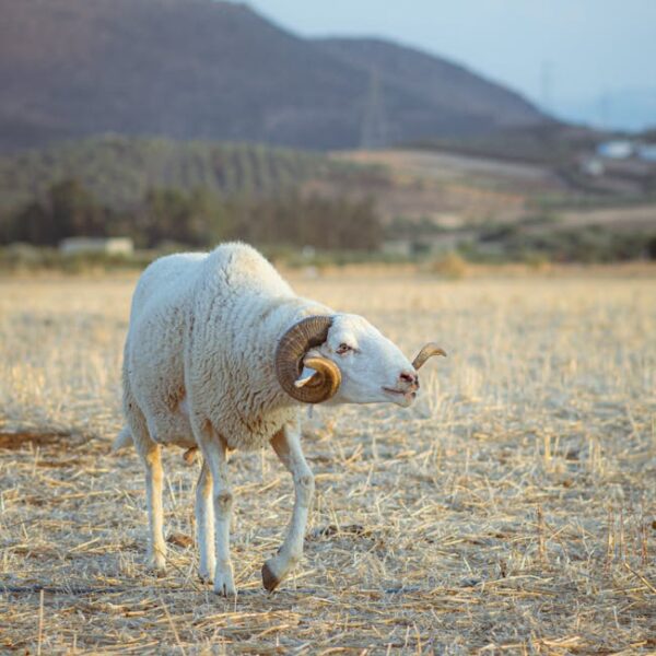 What is Rams Svg – Logomakershop Glossary