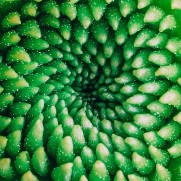 What is Spiral Tool Illustrator – Logomakershop Glossary
